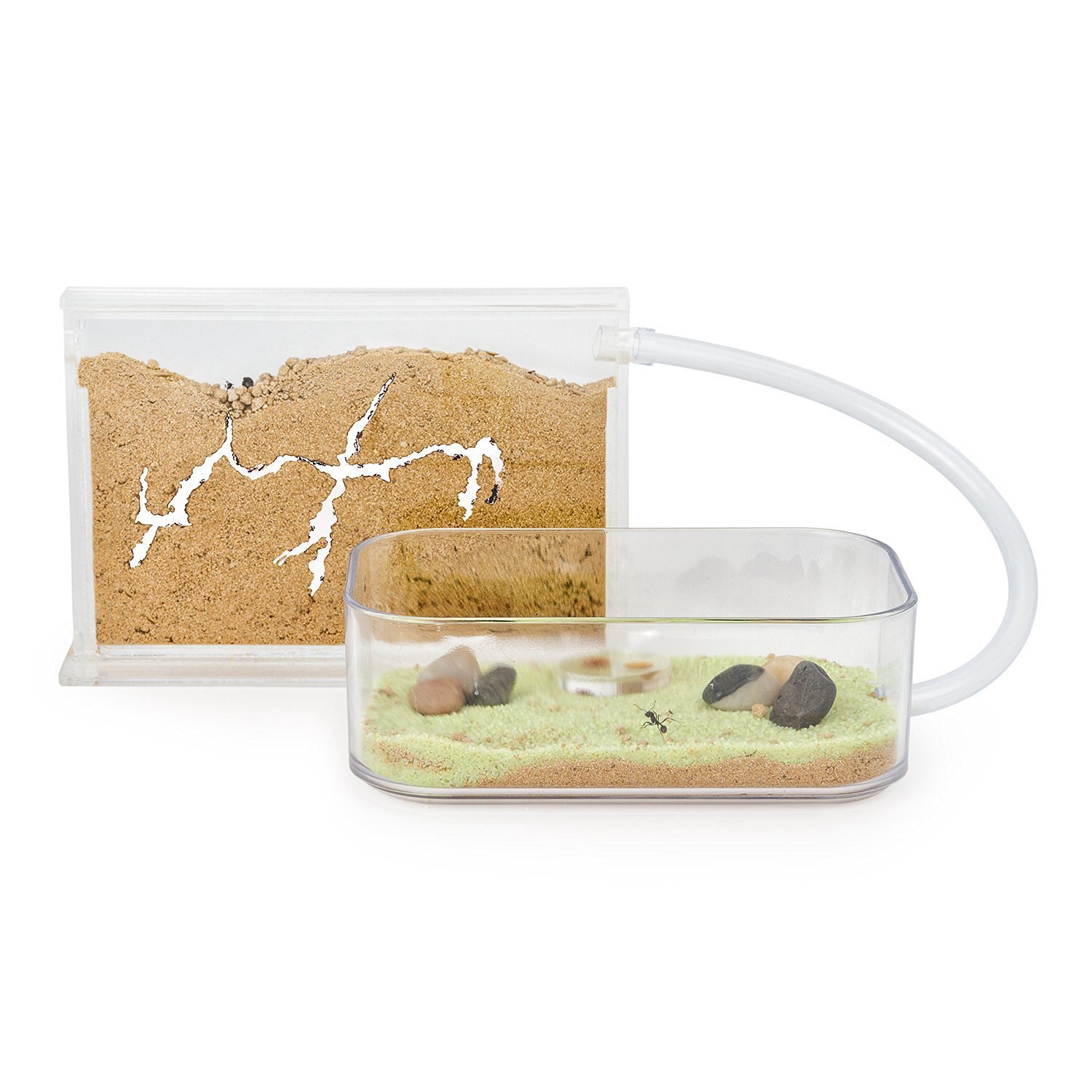 Best Ant Farms UK – Premium Habitats for Thriving Colonies