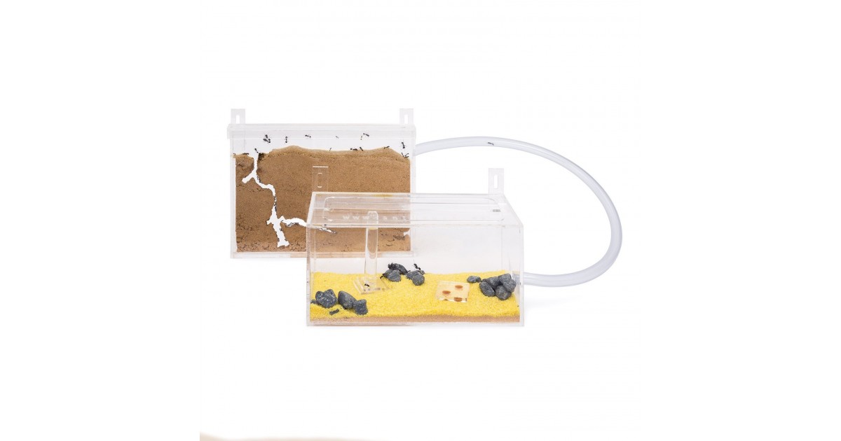 Mini Wall Mounted Sand Ant Farm 20x15x1cm with Free Ant Colony