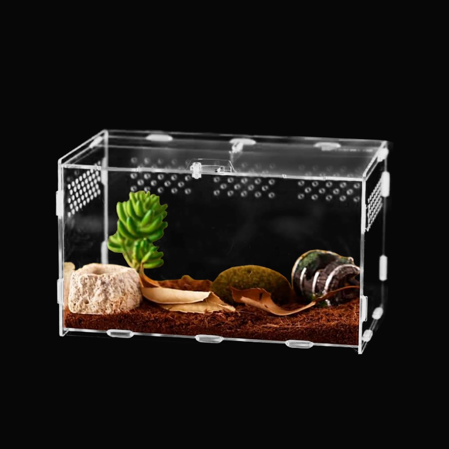 Jumping Spider Terrariums - Enclosures | Antkeeping.co.uk