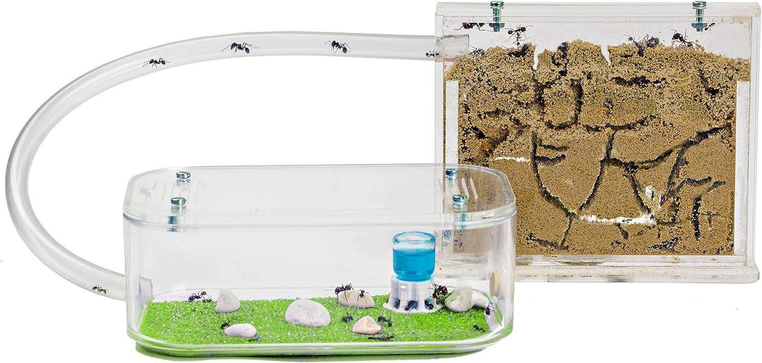 Natural Sand Ant Farm 12x10x1cm + 18x10x5cm Foraging Area