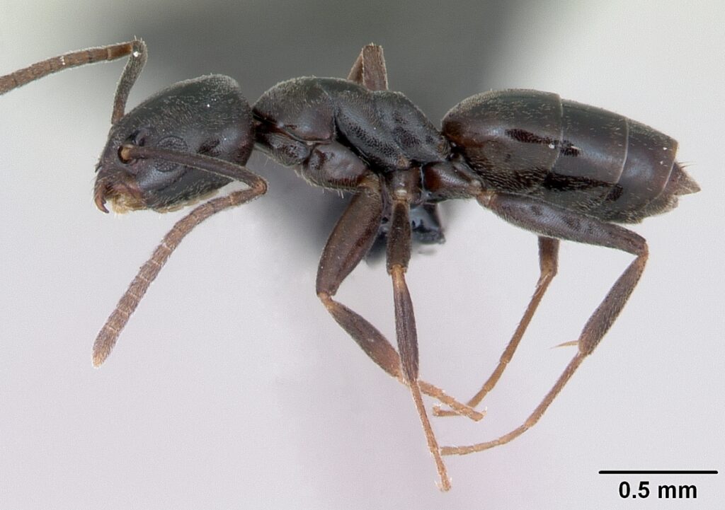 Erratic Ant - Tapinoma Erraticum | Antkeeping.co.uk